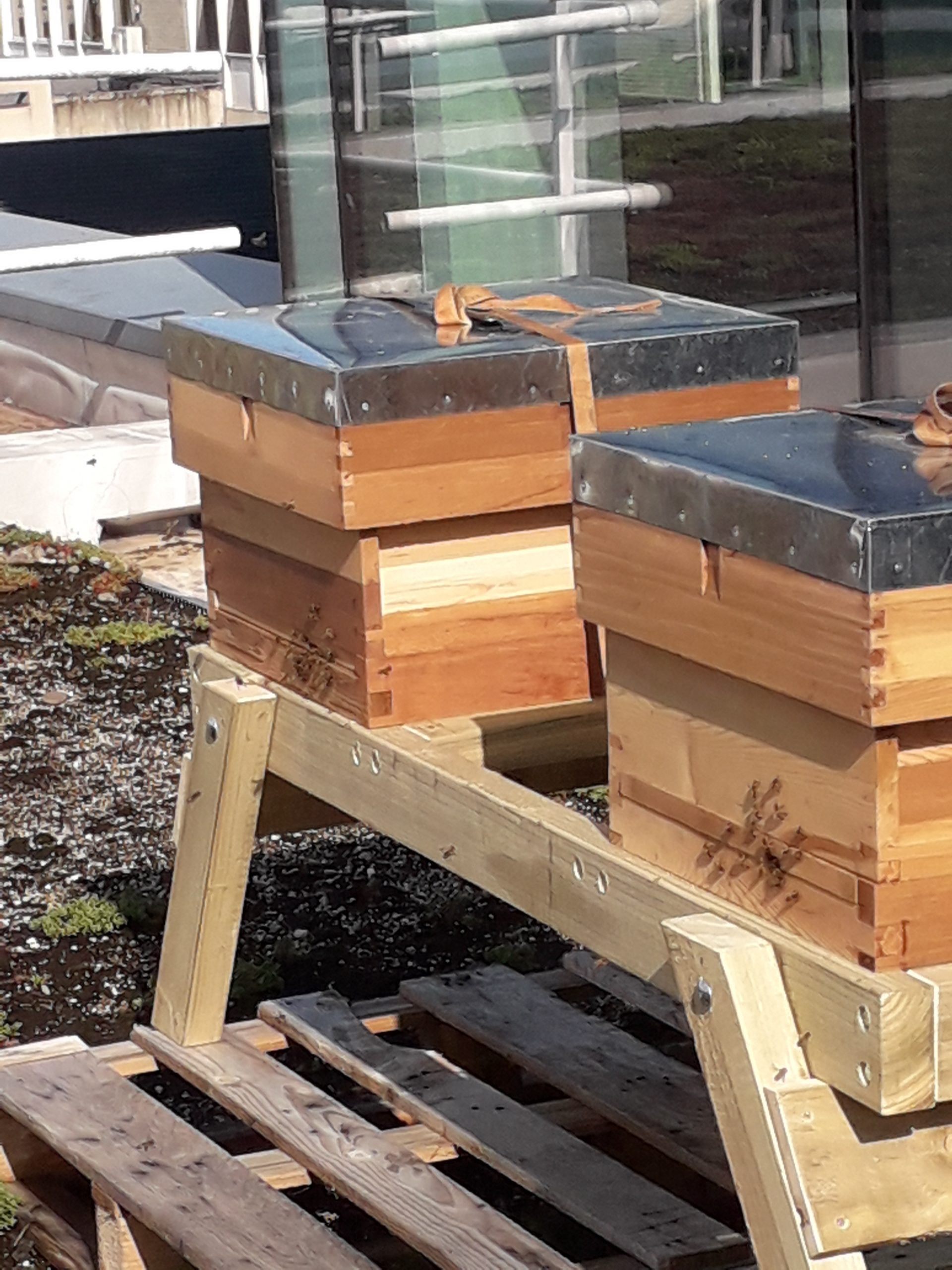 Buzzin about the new bees on the Cochrane Building | Cardiff & Vale ...