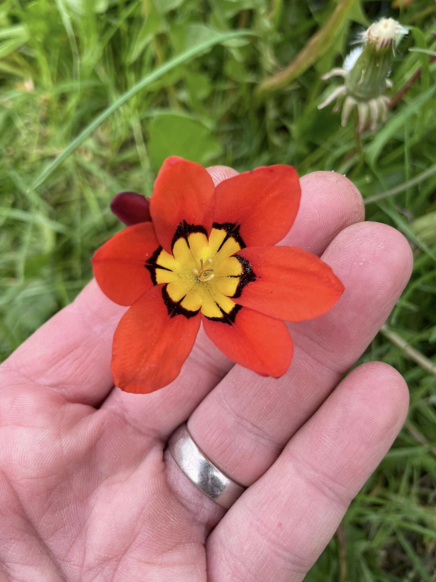 Greener Communities Fund to support Grow Cardiff | Cardiff & Vale ...